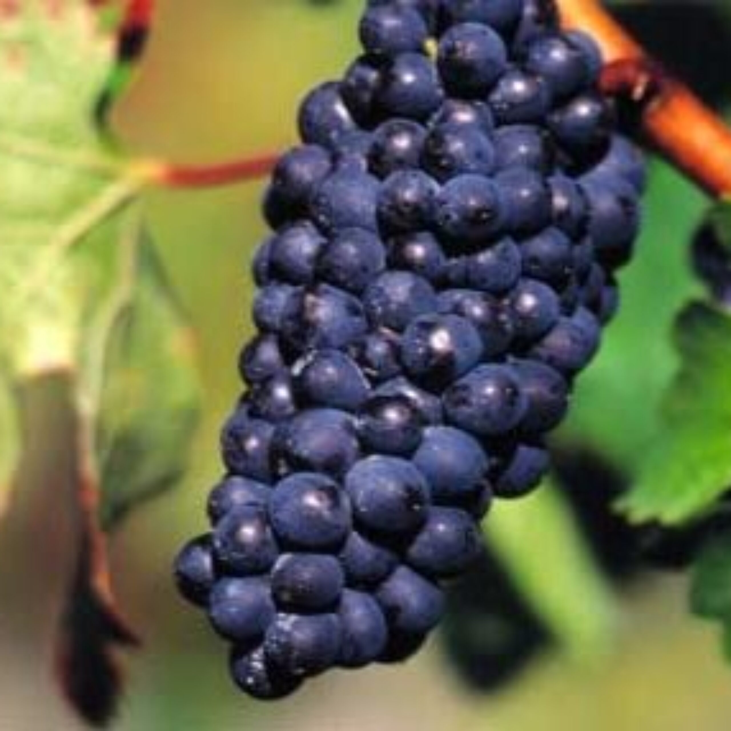 ANB Canada — Flintfox